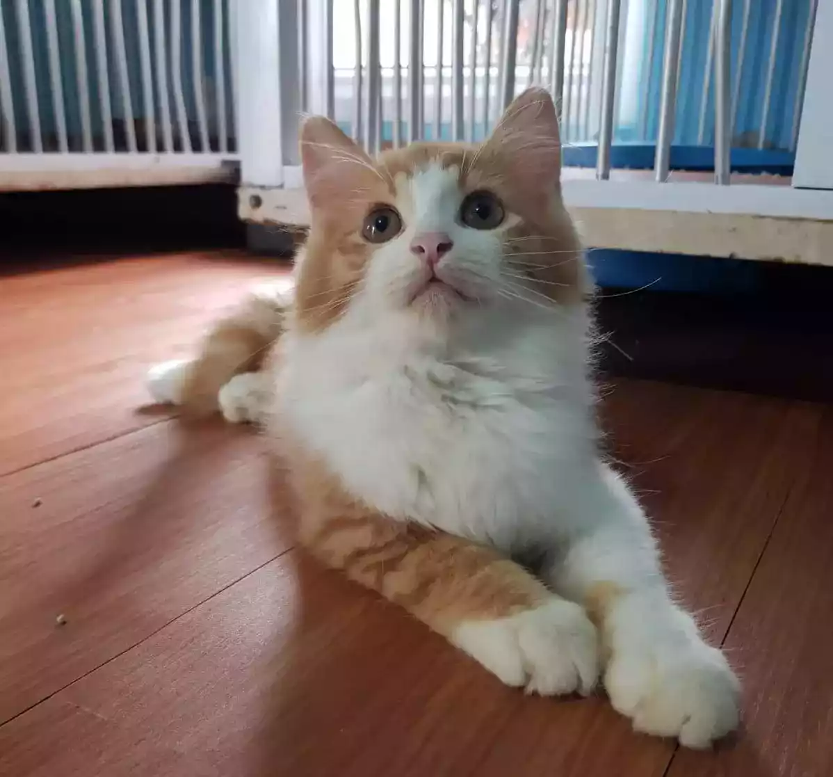 Jual Kucing Persia Oren Putih Gelap Murah Berkualitas dan Bergaransi ...