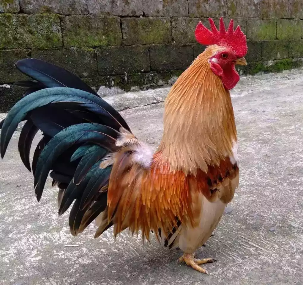 Mengenal Ayam Kate, Ciri-Ciri, Harga dan Cara Merawatnya - TernakHias