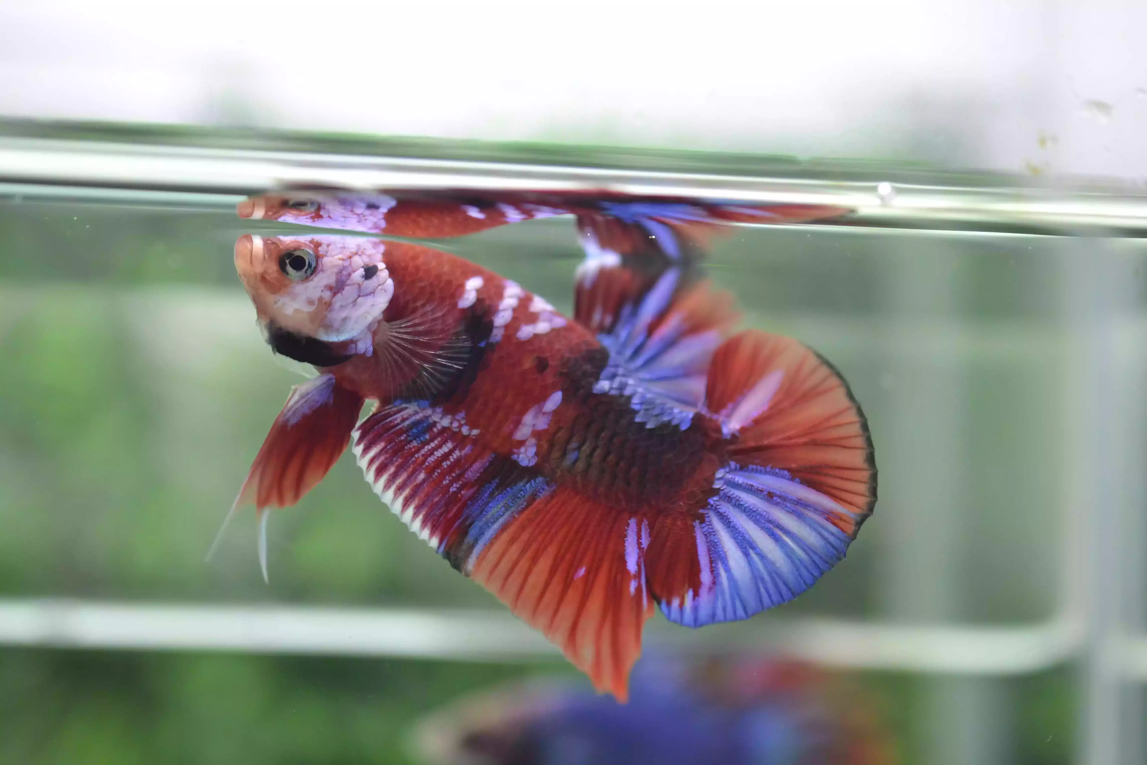Jual Ikan Cupang PK Koi Murah Berkualitas dan Bergaransi - Ternakhias