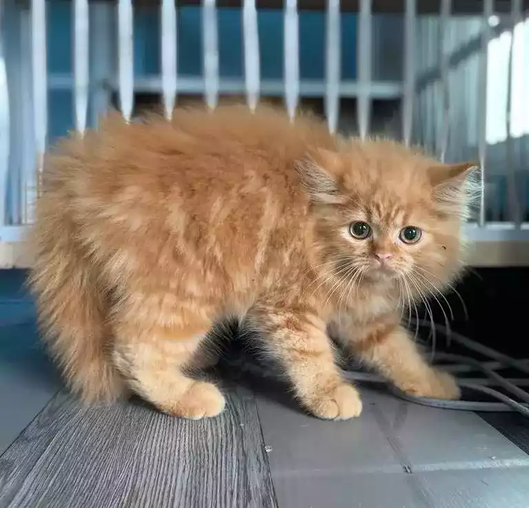 Jual Kucing Persia Oren Murah Berkualitas dan Bergaransi - Ternakhias
